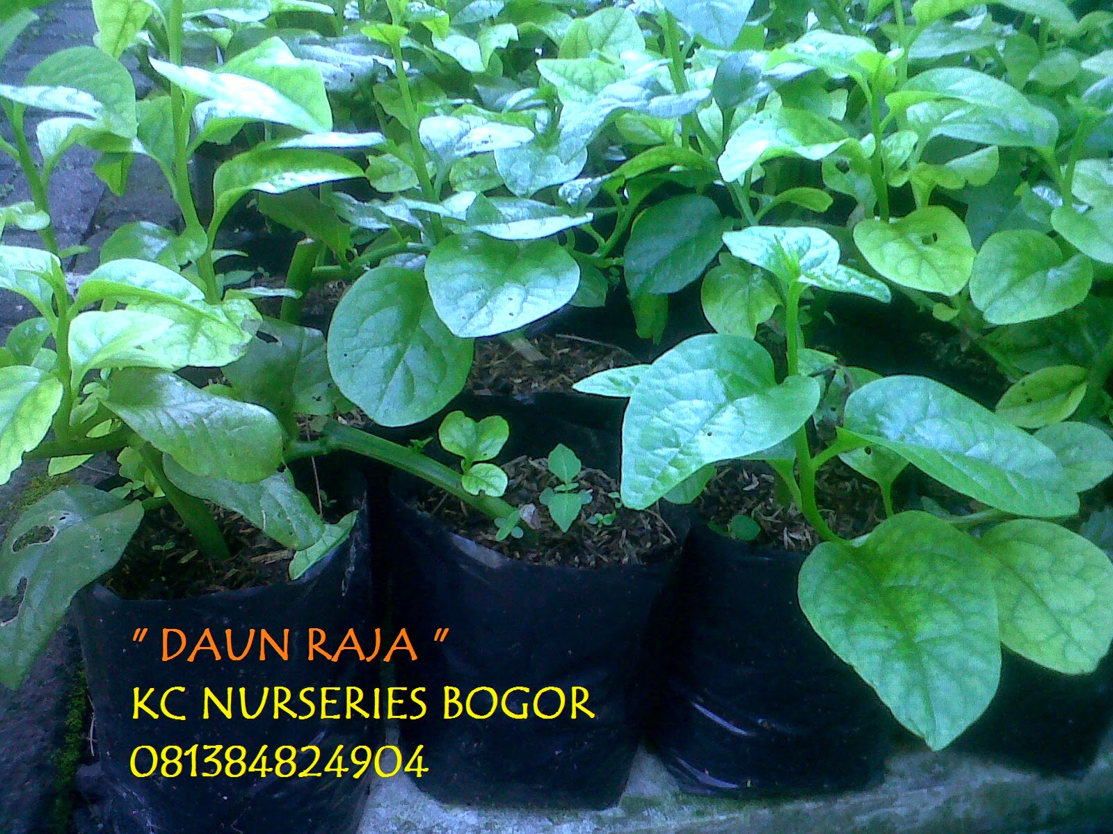KC NURSERIES BOGOR: DAUN RAJA