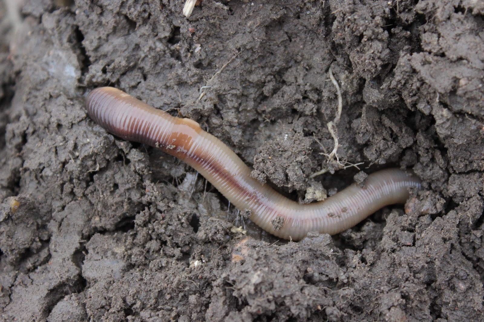 Knudstrupgaard v/ Søren Ilsøe: Kæmpe regnorm
