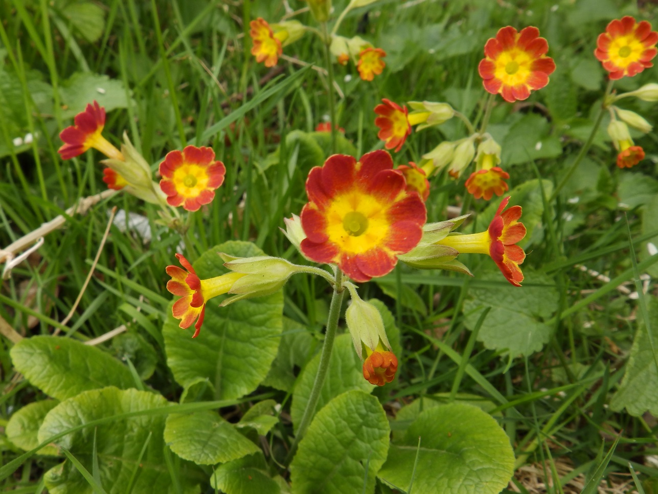BRITISH WILDLIFE: THE COWSLIP CONUNDRUM PART THREE (Primula veris) RED