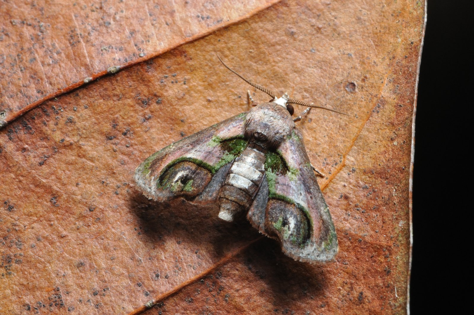 NMW: Some Costa Rican Moths | the pace of nature
