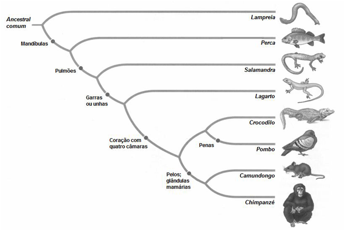 Prof. Job Fonsêca: Lista de Sistemática Filogenética