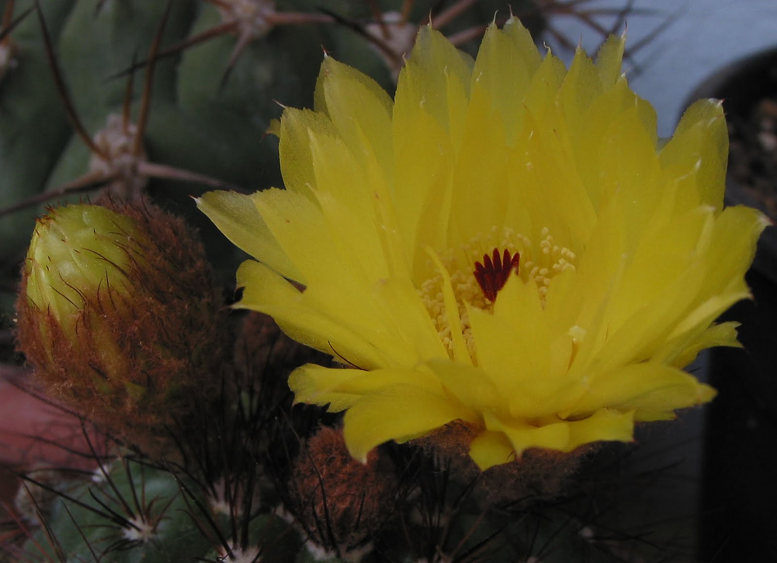 Alphecca: Lobivia, Trichocereus and Notocactus