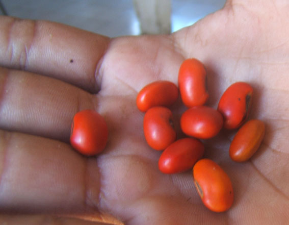 Mulungu - Erythrina mulungu