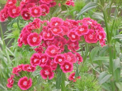 ARTE Y JARDINERÍA : PLANTAS VIVACES