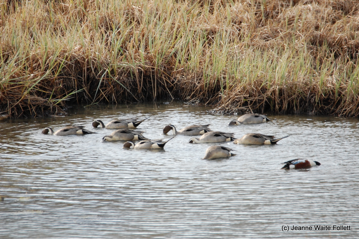 Gullible's Travels: Duck Hunting and Honking' Honkers