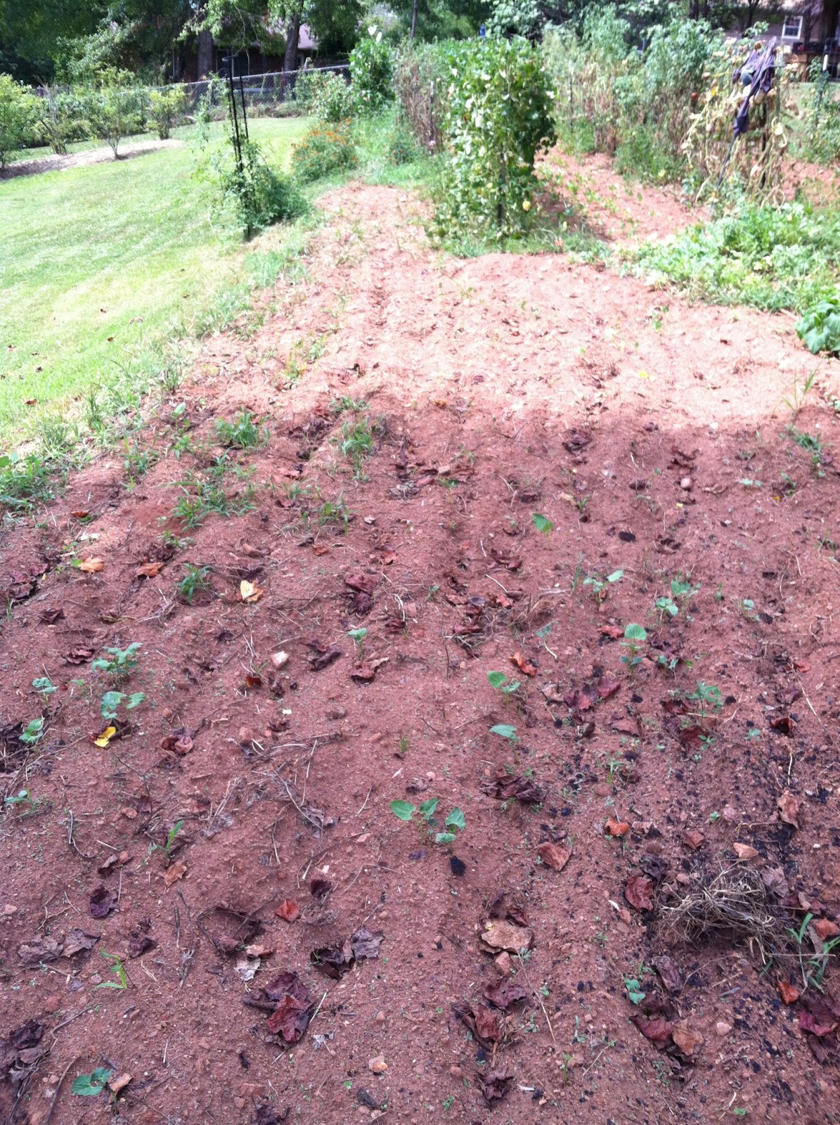 Gail Cartee: Where Have the Seeds Fallen?