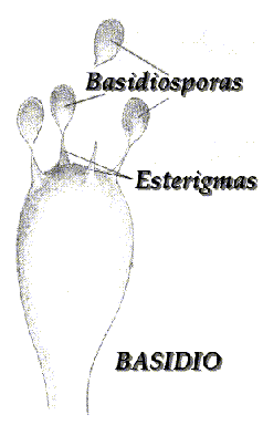 Laboratorio de Ciencias SRDP: REINO FUNGI