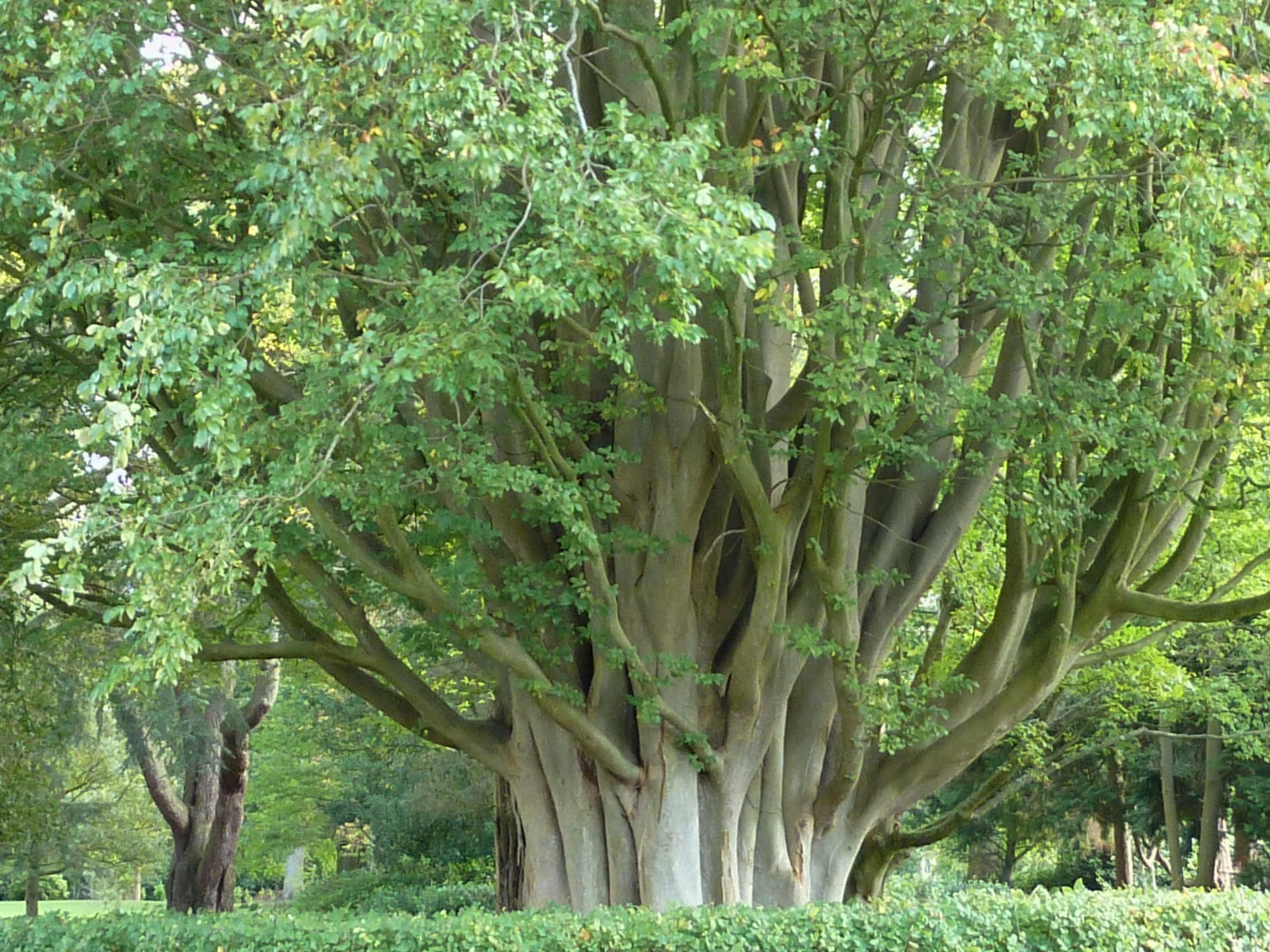 Trees, the lungs of the Earth - Reflections and Nature