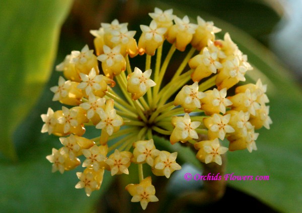 Aneka Bunga Cantik: Hoya ( Wax Flower )