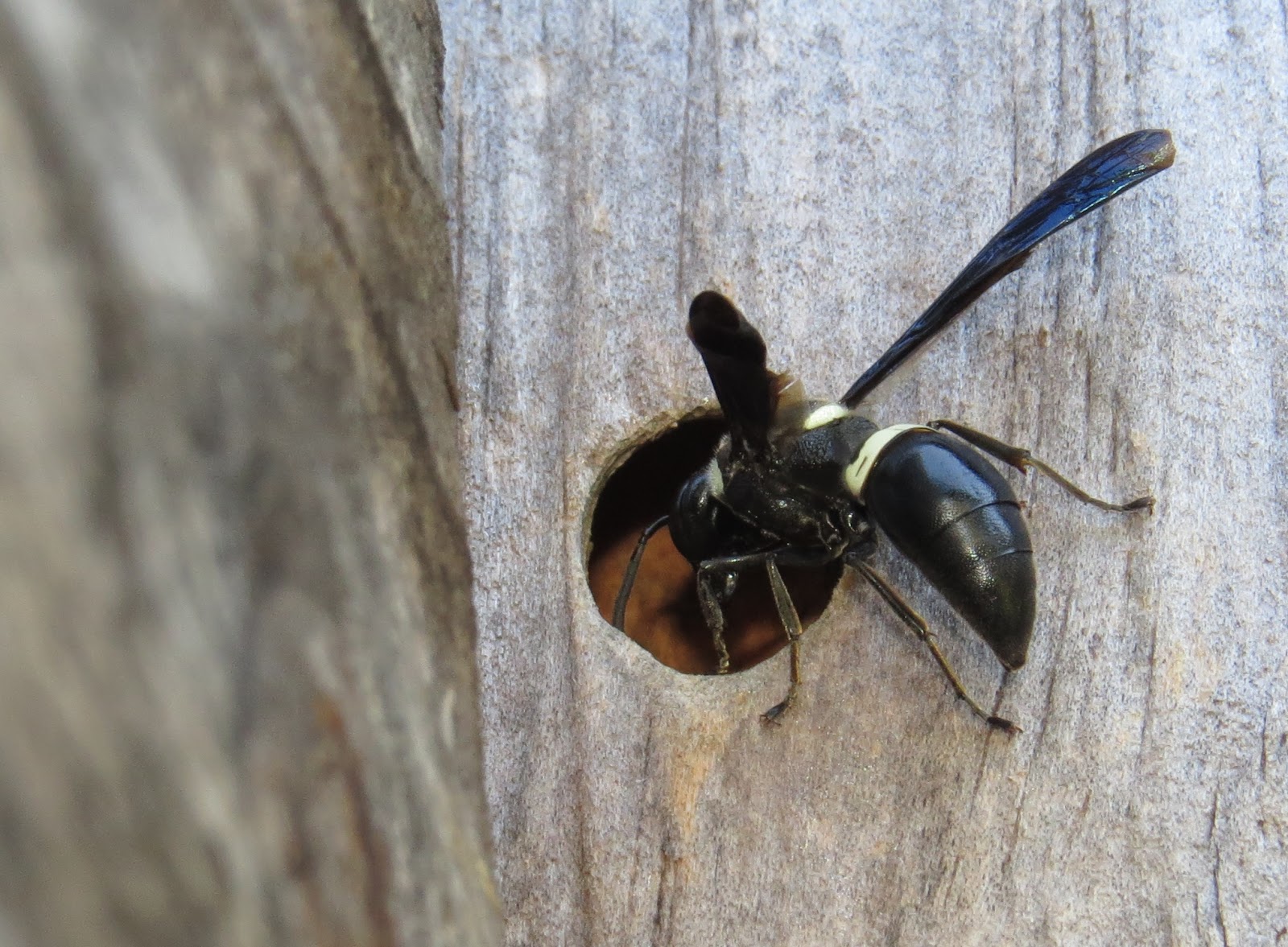 Bug Eric: The Wasp Wall