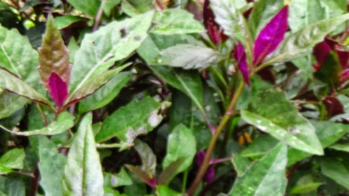 Tác dụng của cây Bầu đất ~ Mẹo vặt cho sức khỏe