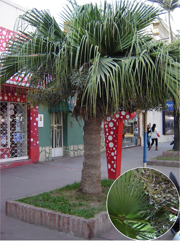 v e r d e c h a c o: Palmera de abanico china