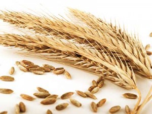 MANFAAT GANDUM UNTUK KESEHATAN - OBAT HERBAL INDONESIA