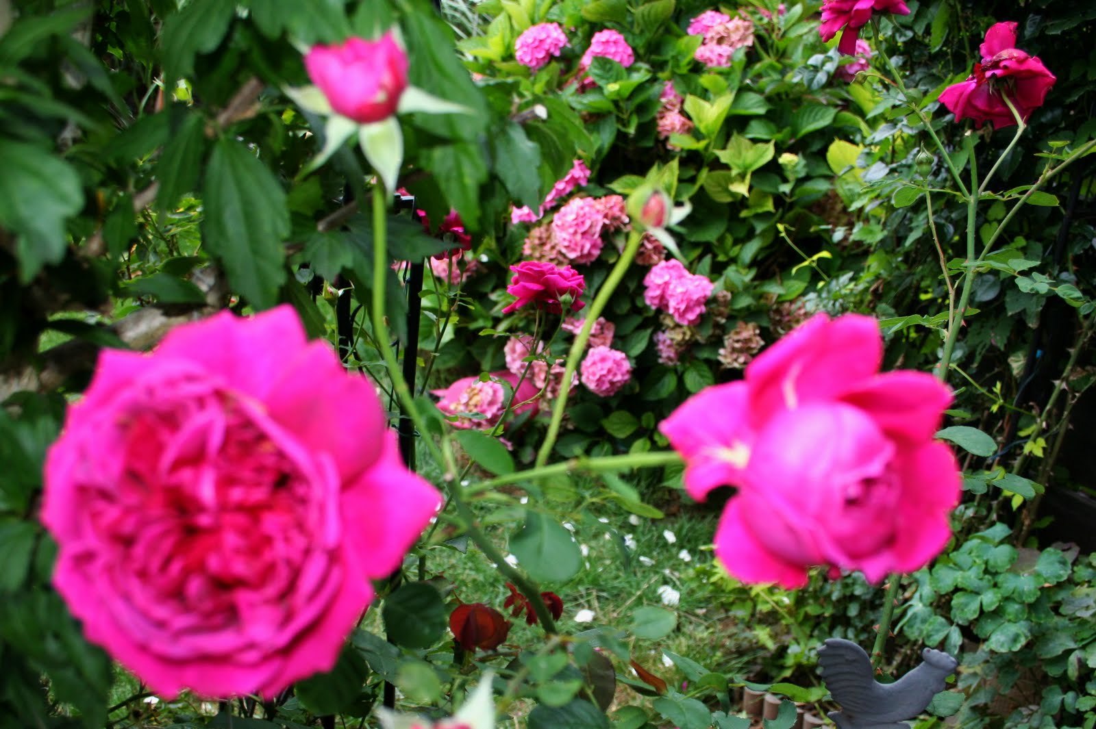 Popp mich schlank: Meine Rose