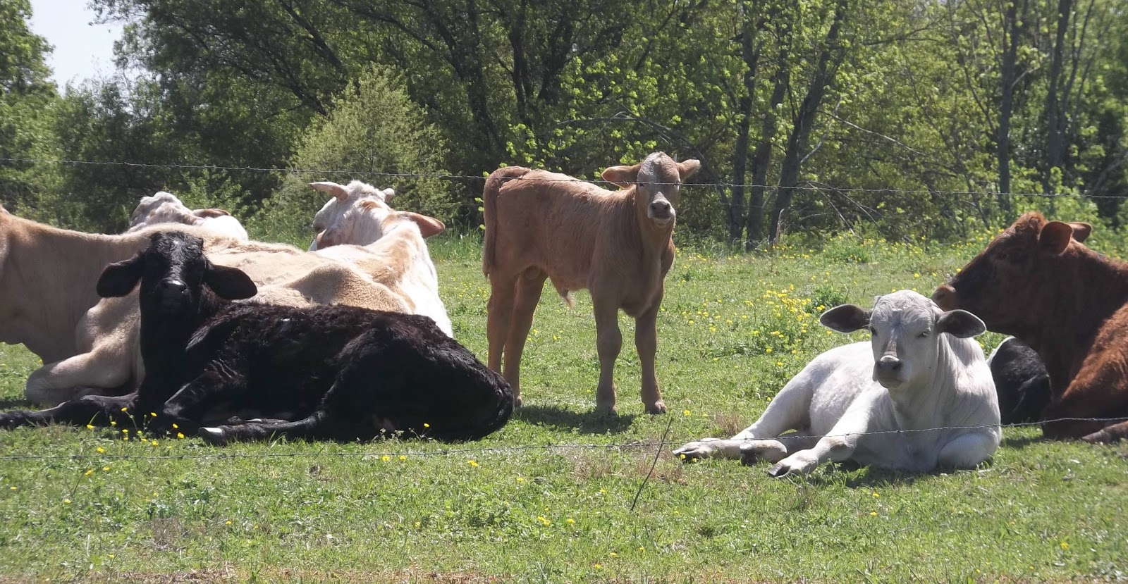 PRACTICAL PARSIMONY: Saturday Cows