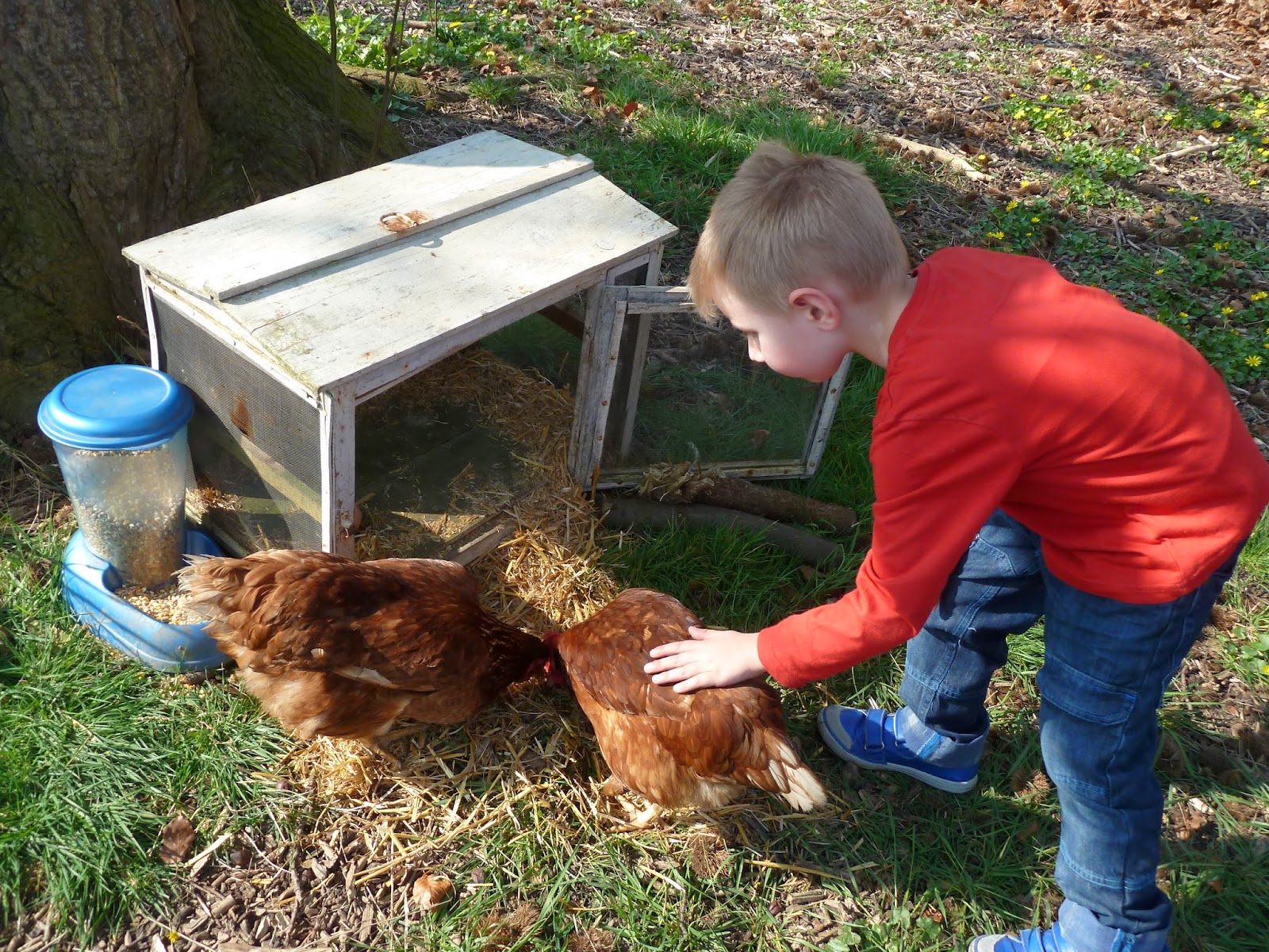 Welkom in de 3de kleuterklas.: Kippen op school.