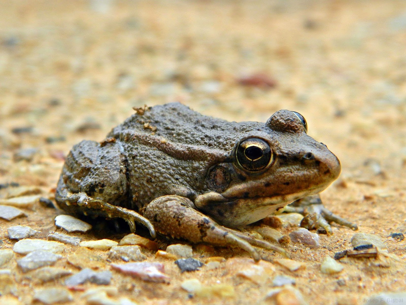 (Paleo-)Herpetología: Pelophylax perezi - Rana verde ibérica