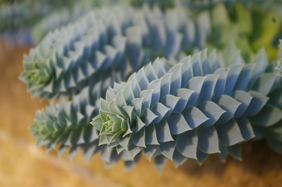 John Grimshaw's Garden Diary: November gardens: Harlow Carr