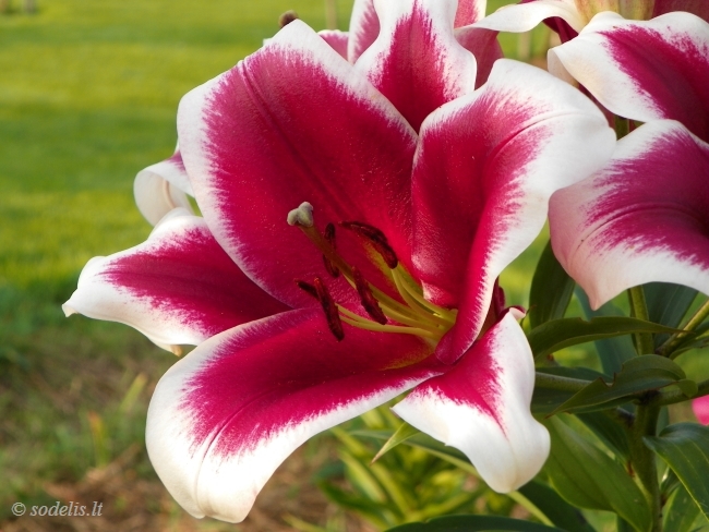 sodelis.lt: Lelijos. Kvepianti antroji vasaros pusė.