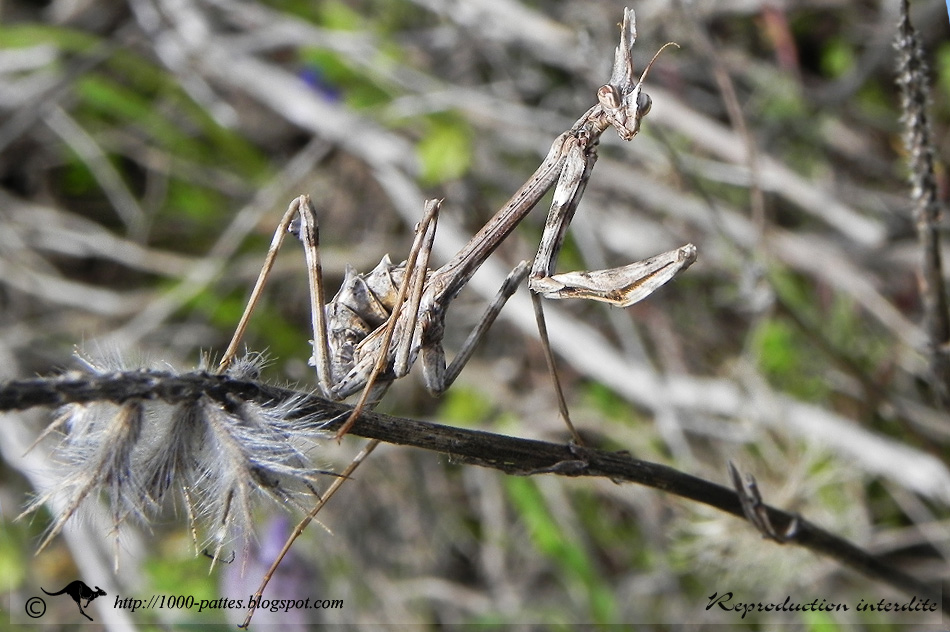 WILDLIFE GATEWAY: Le Diablotin de Catalogne