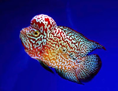 Journey Of Flowerhorn (Louhan): Pertanyaan Seputar Ikan Louhan