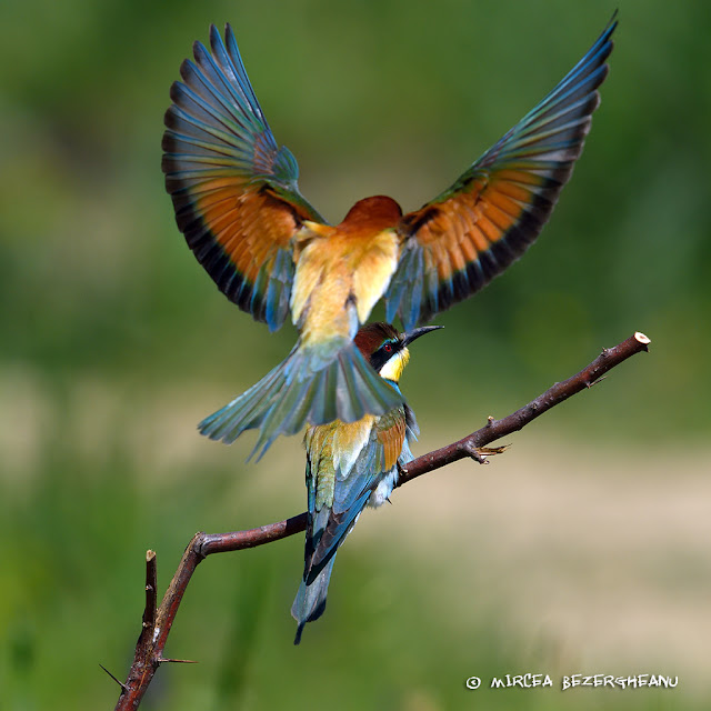 Cum e cu Prigoriile.