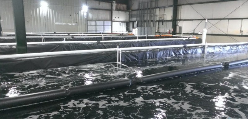 Shrimp Farming Methods and Basic Knowledge - Indonesia Shrimps Supplier ...