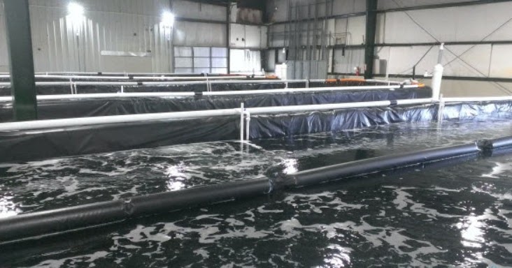 Shrimp Farming Methods and Basic Knowledge - Indonesia Shrimps Supplier ...