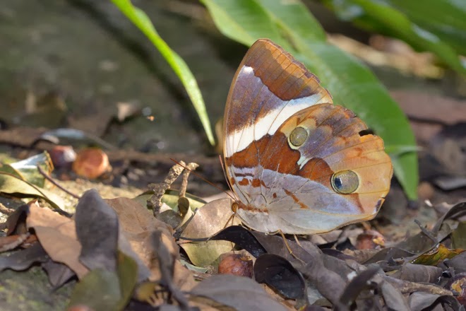 Beauty of Fauna and Flora in Nature: Butterflies @ Mae Takhrai National ...