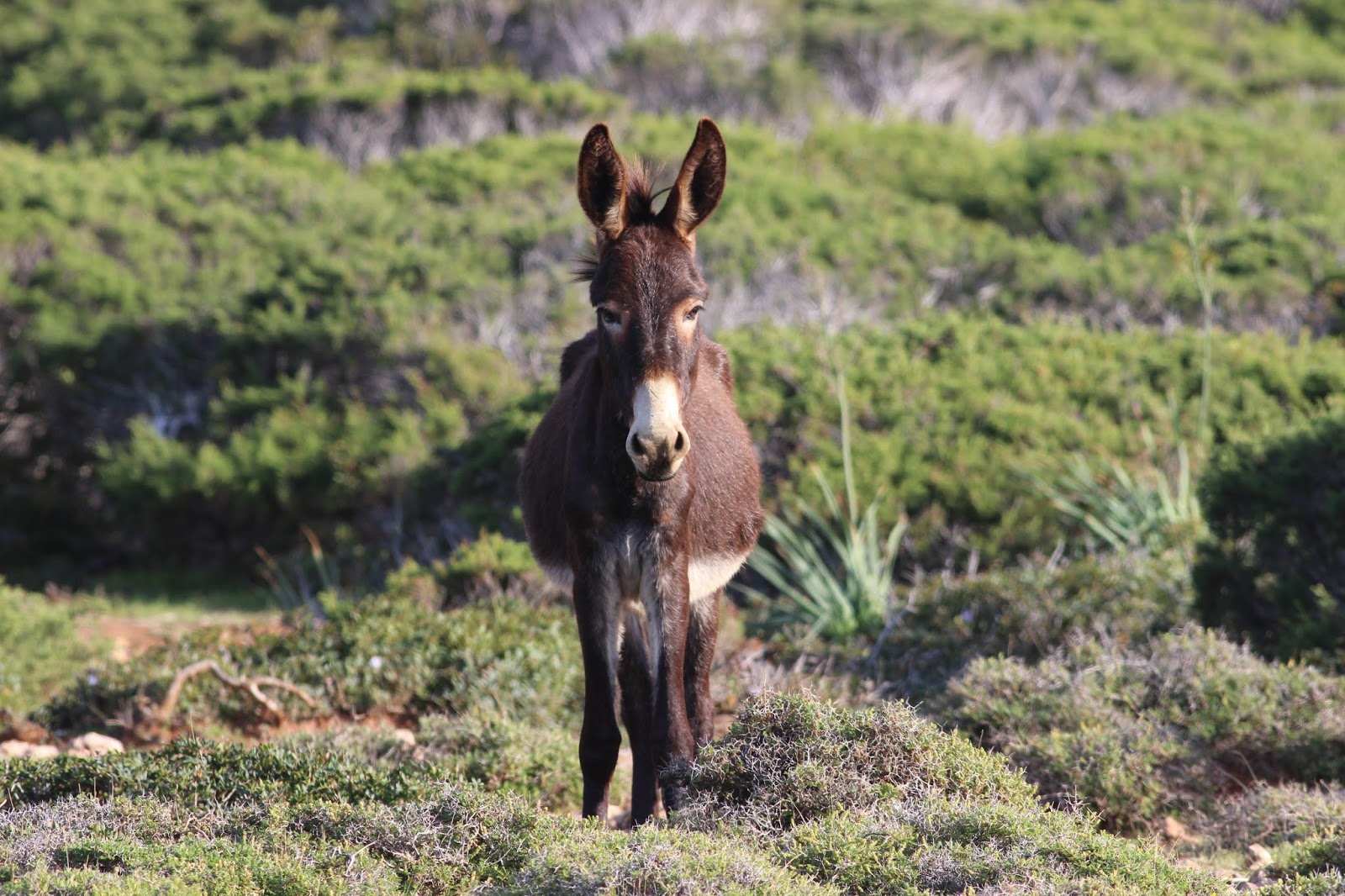 Biodiversity of Cyprus by NGO Protection of the Natural Heritage and ...