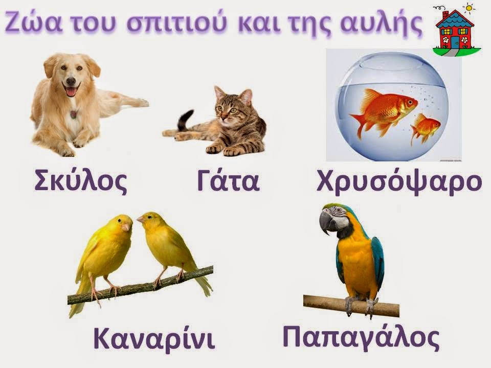Ταξίδι στον κόσμο του Νηπιαγωγείου !!!: Ζώα του σπιτιού και της αυλής