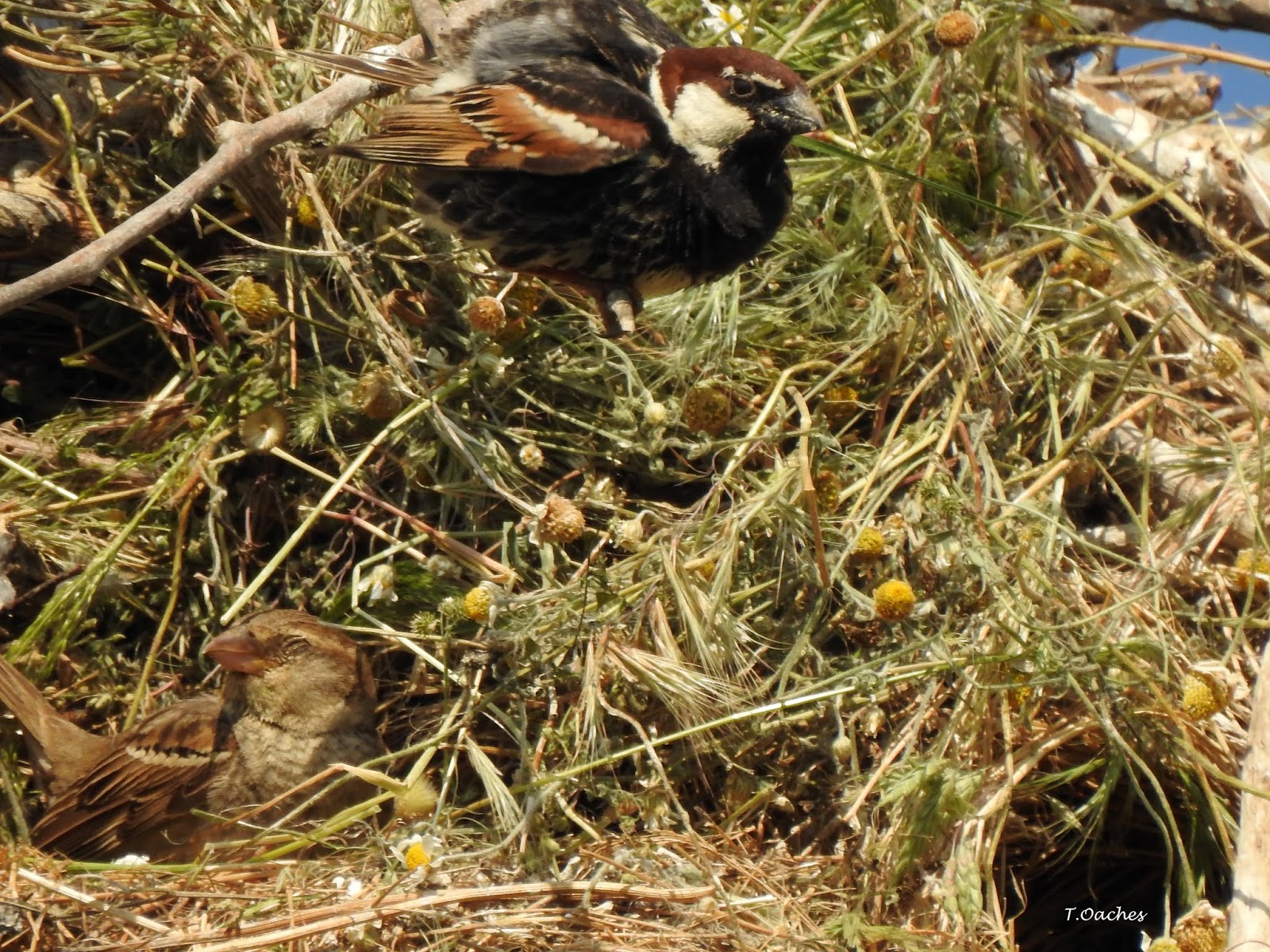 PASARI DIN ROMANIA: VRABIE NEGRICIOASA (2), Passer hispaniolensis