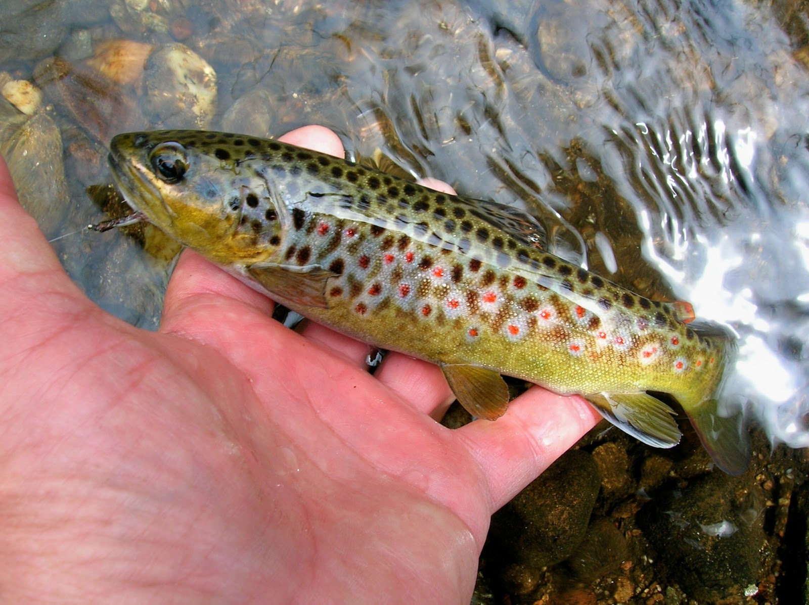 Small Stream Reflections: April 2013