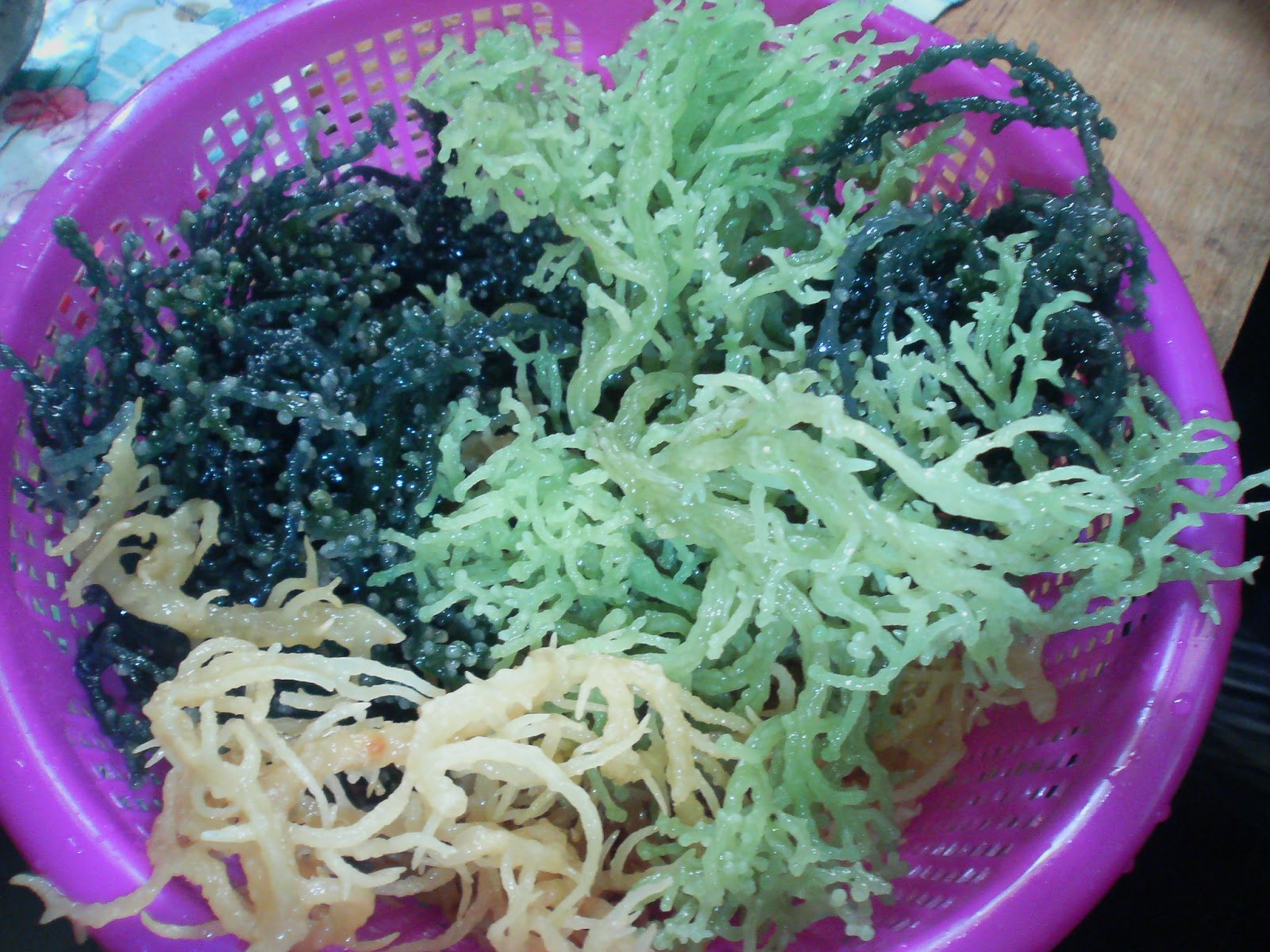 Lagesi Qhaifa: AGAR - AGAR RUMPAI LAUT