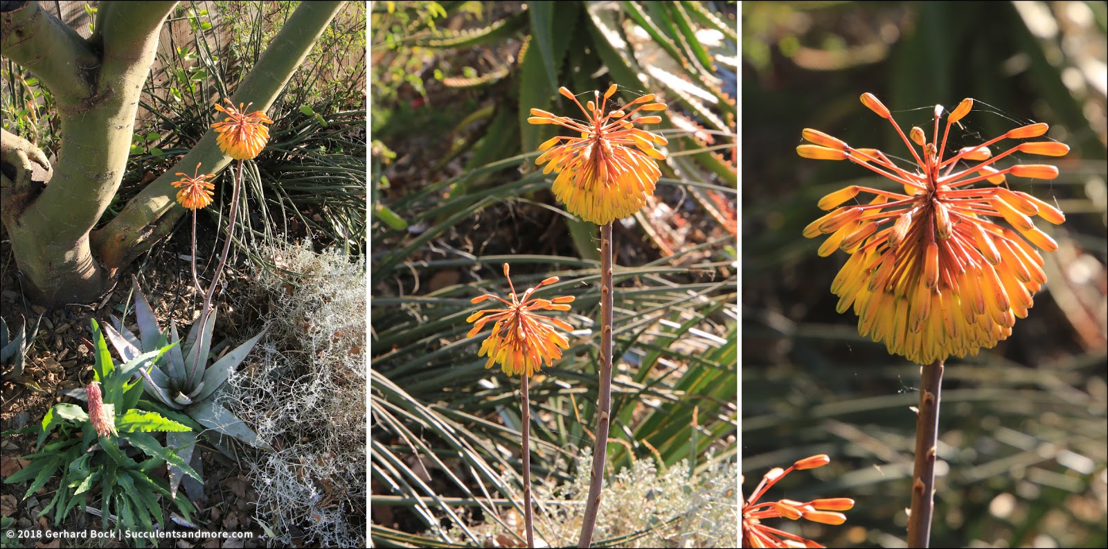 Aloes and friends blooming in our garden