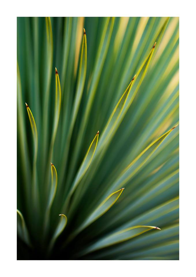 Asociación de Artistas de Albacete: Inés Alfaro Andujar...