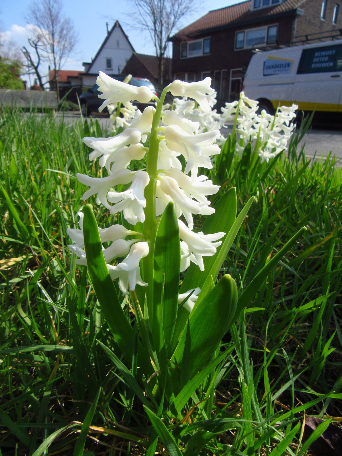 Moments, frozen in time ♡: White Hyacinths