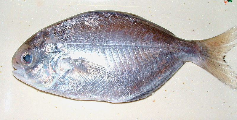 Artes de Pesca: VAMOS A PESCAR PÁMPANO OVAL