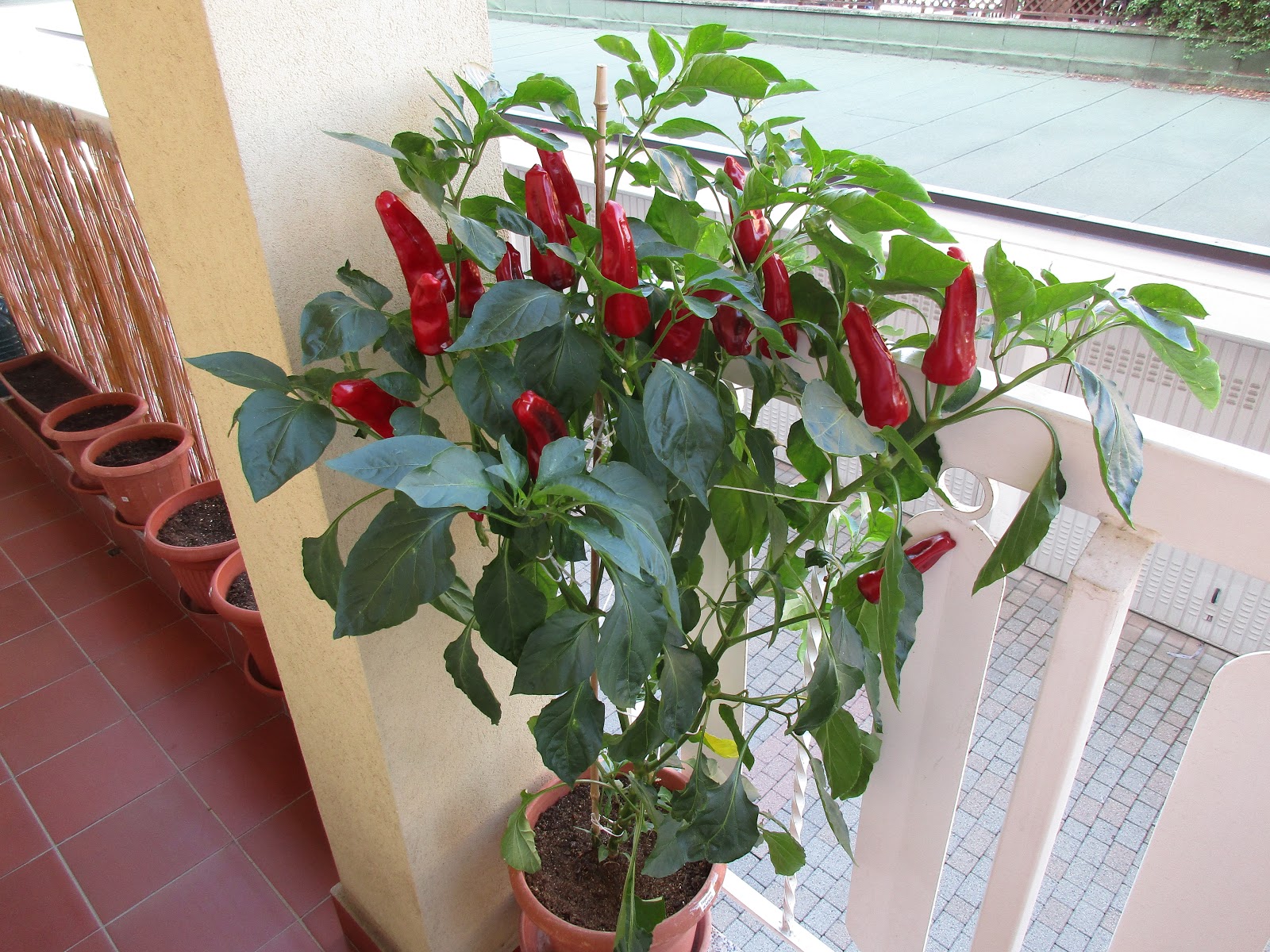 Carosello Pugliese: PEPERONE DI SENISE