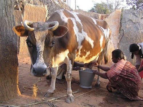 The World s Largest Producer Of Milk WORLD INDIA TAMILNADU the-world-s-largest-producer-of-milk-world-india-tamilnadu