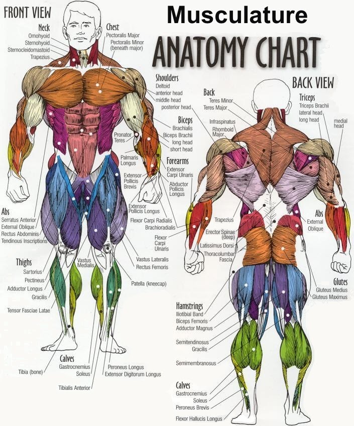 J's Big Gym: MUSCLE CHARTS