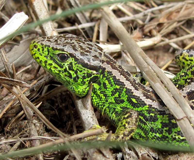Wildwings and Wanderings: Powerstock Common and Sand Lizards at Dawlish ...