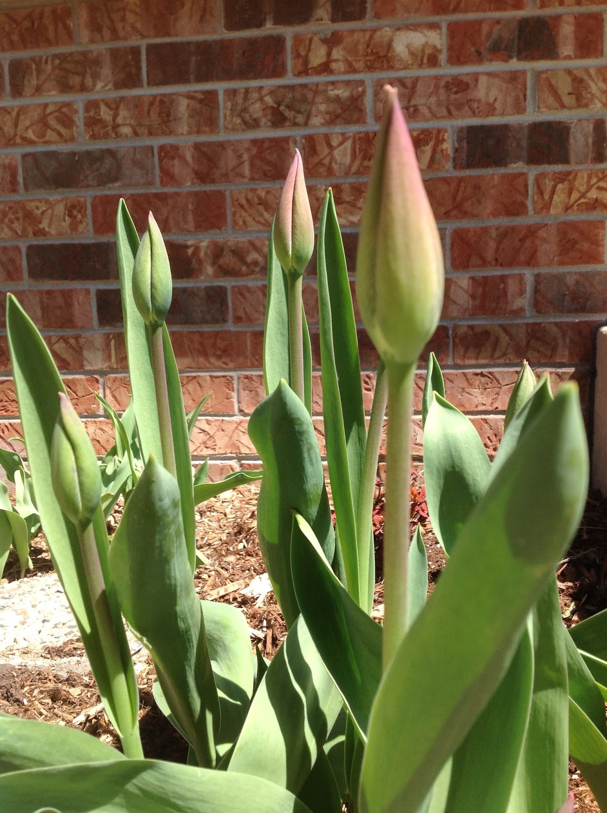 "Goodness in the Garden": SPRING & Tulip Time have arrived!
