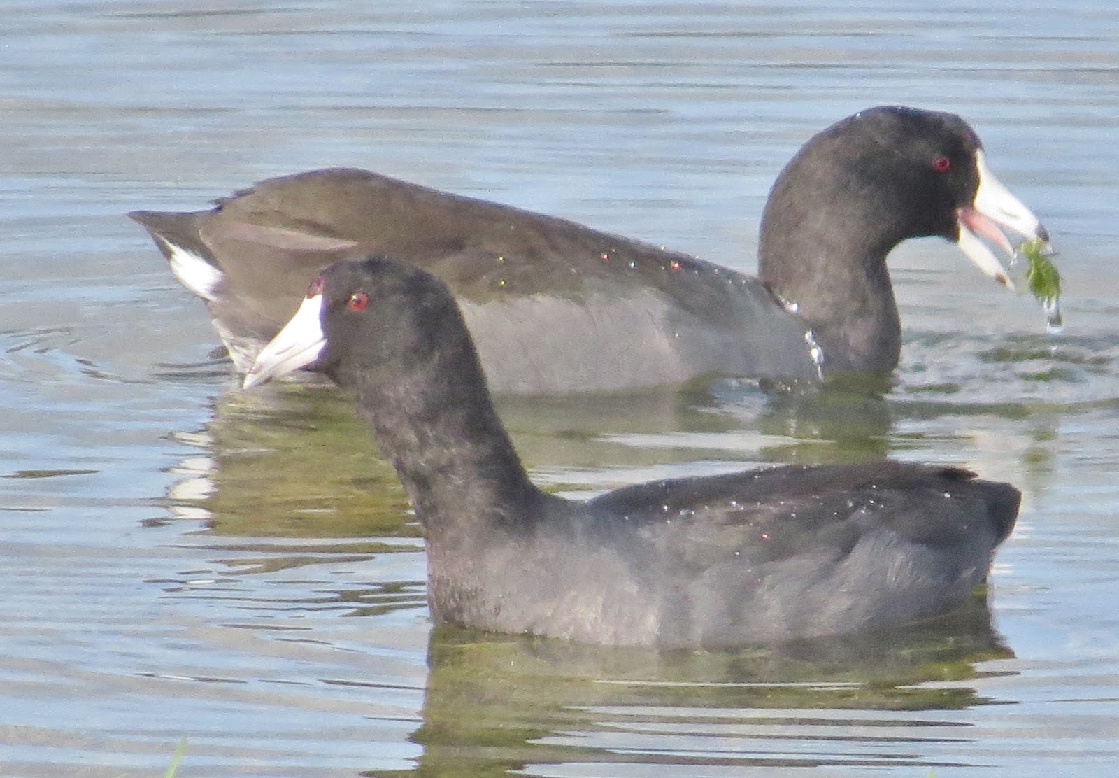 Florida Suncoast Birding: 2016