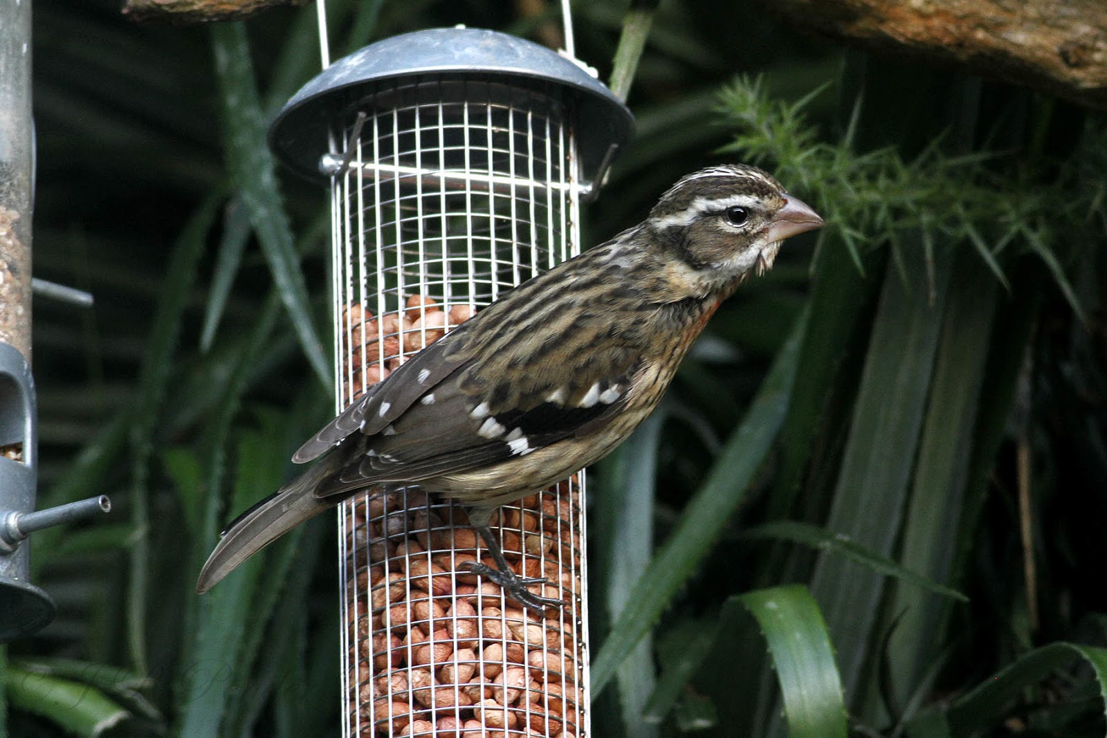 Joe Pender Wildlife Photography: Rose Breasted Grosbeak 1st winter male