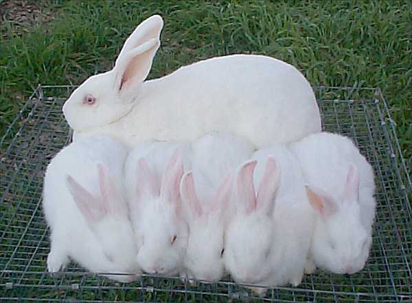 Terbaru 11+ Gambar Kelinci Putih Australia