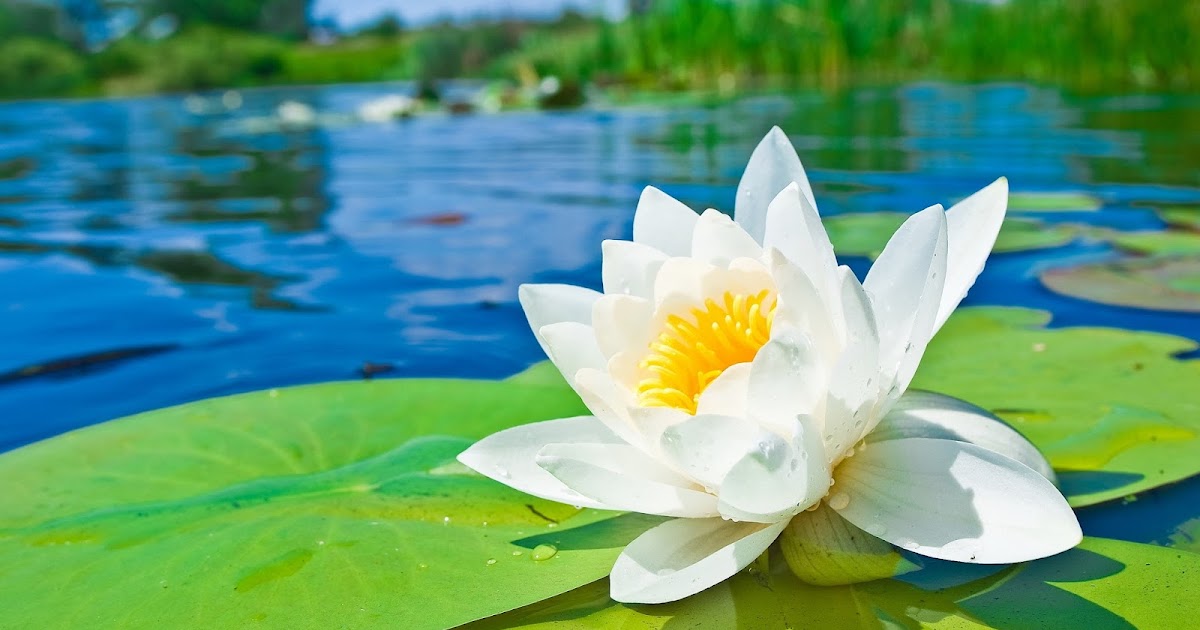 Science 5º grade: DESCRIPTION OF WATER-LILY