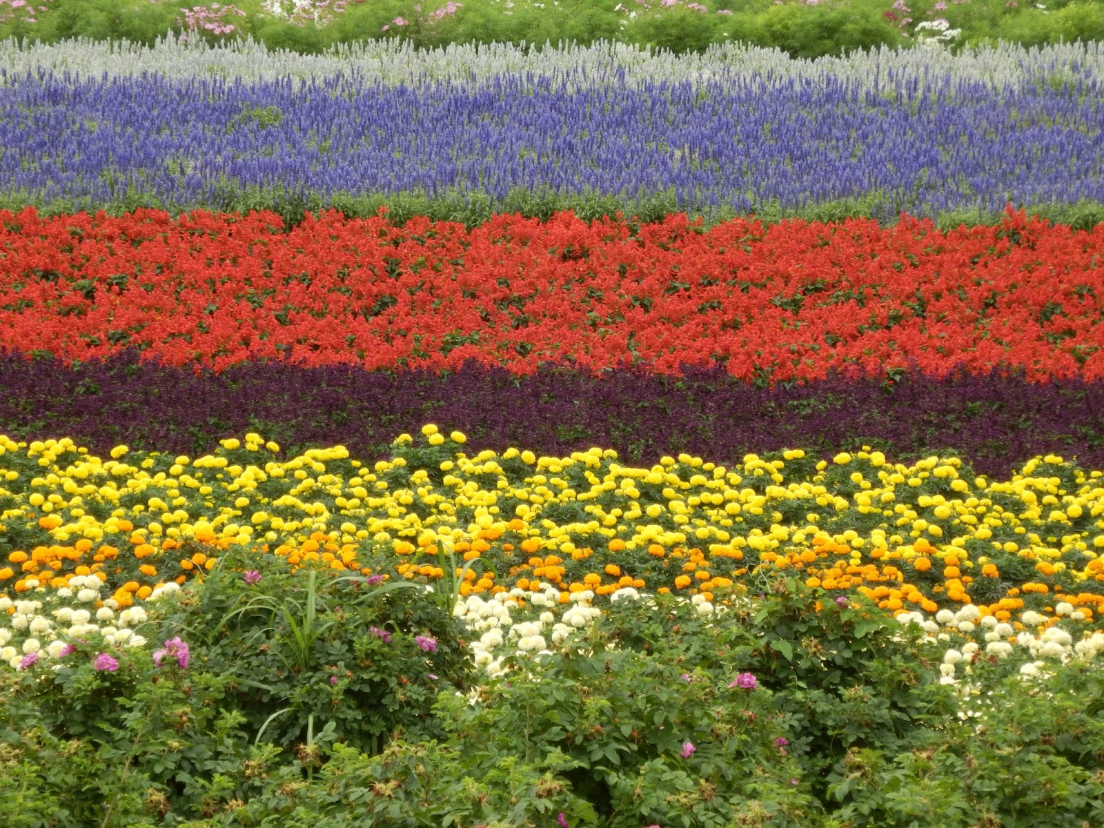 Something about Japan : Furano: flowers, melons and wine