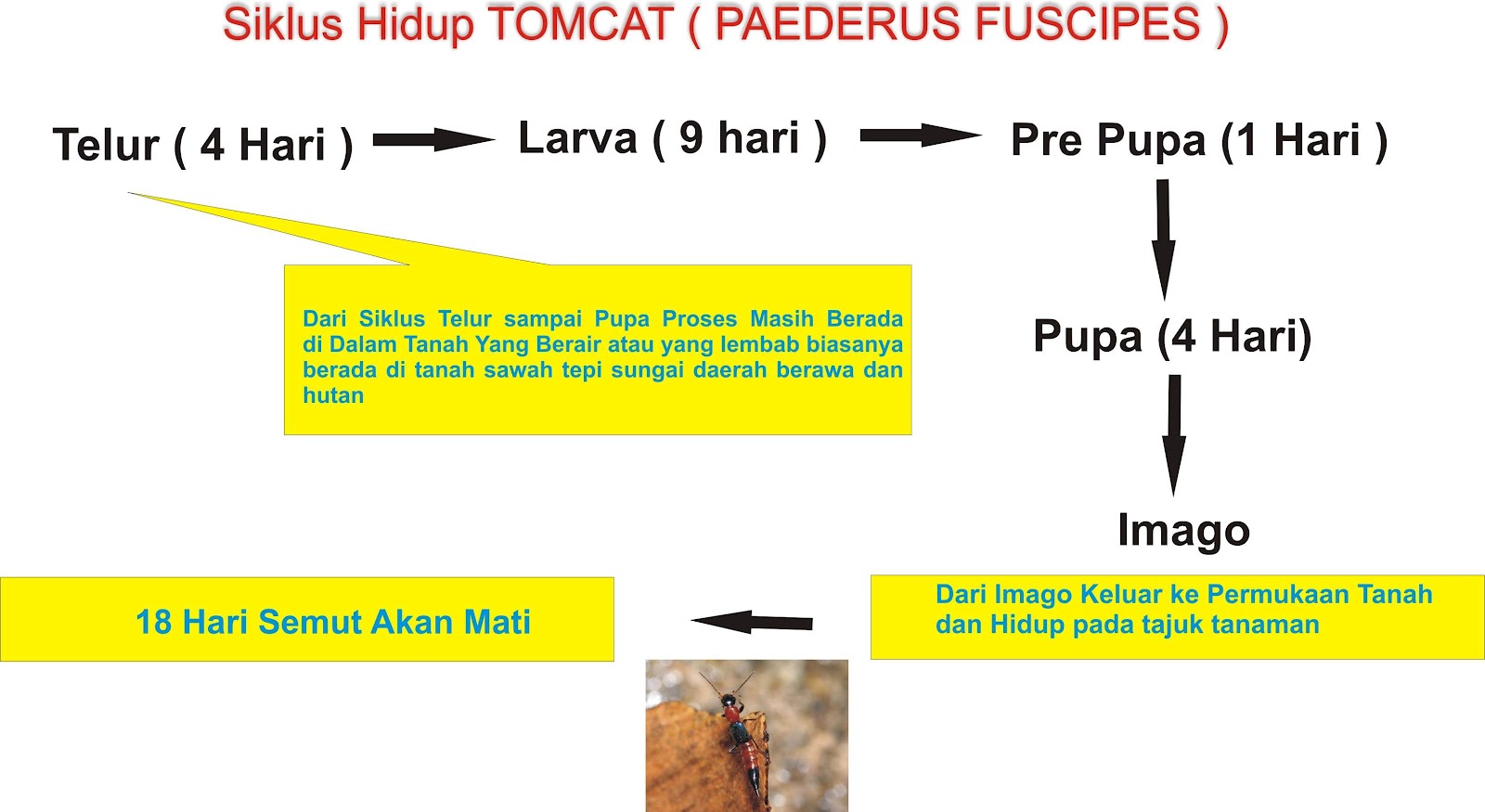 Pendidikan: DAUR HIDUP TOMCAT
