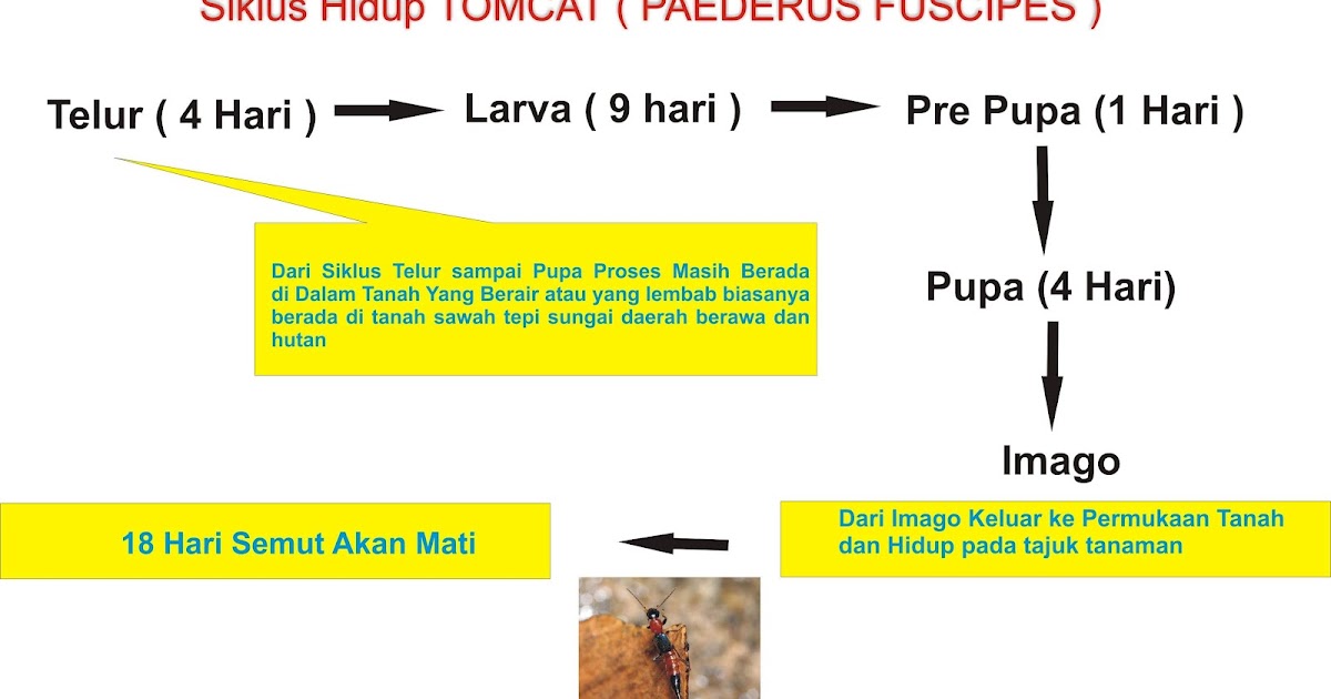 Fuziah Sulaiman blog: Semut Semai = Semut Kayap = CHARLIE = TOMCAT ...